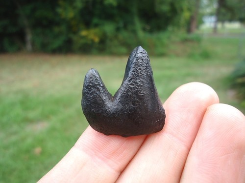 TINY BABY MASTODON TOOTH FLORIDA FOSSILS ICE AGE EXTINCT JAW BONES ...