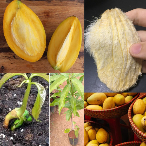 Mango Seed