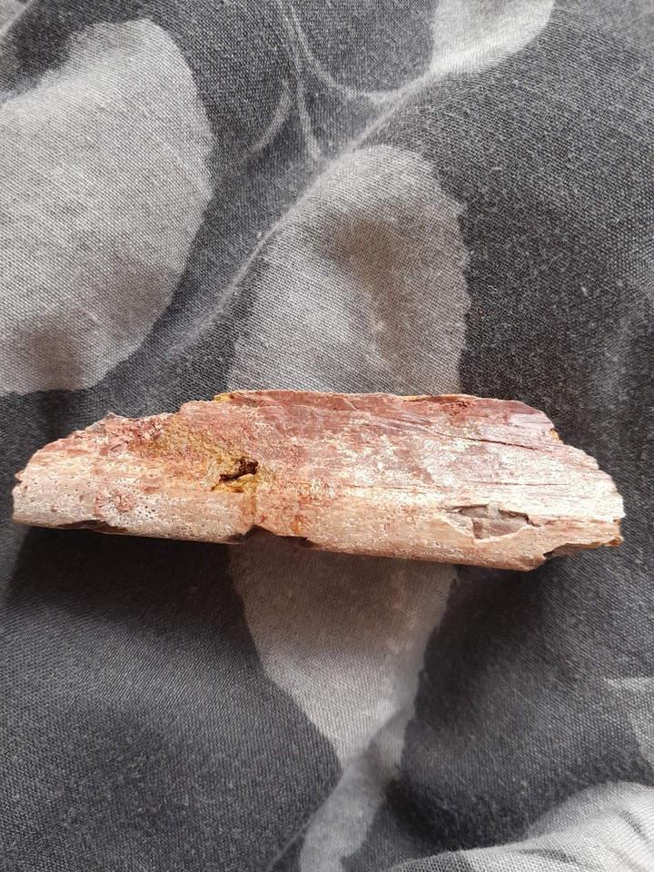 Rare Alanqa Saharica Cretaceous Pterosaur Beak Fossil- Kem Kem, Morocco ...