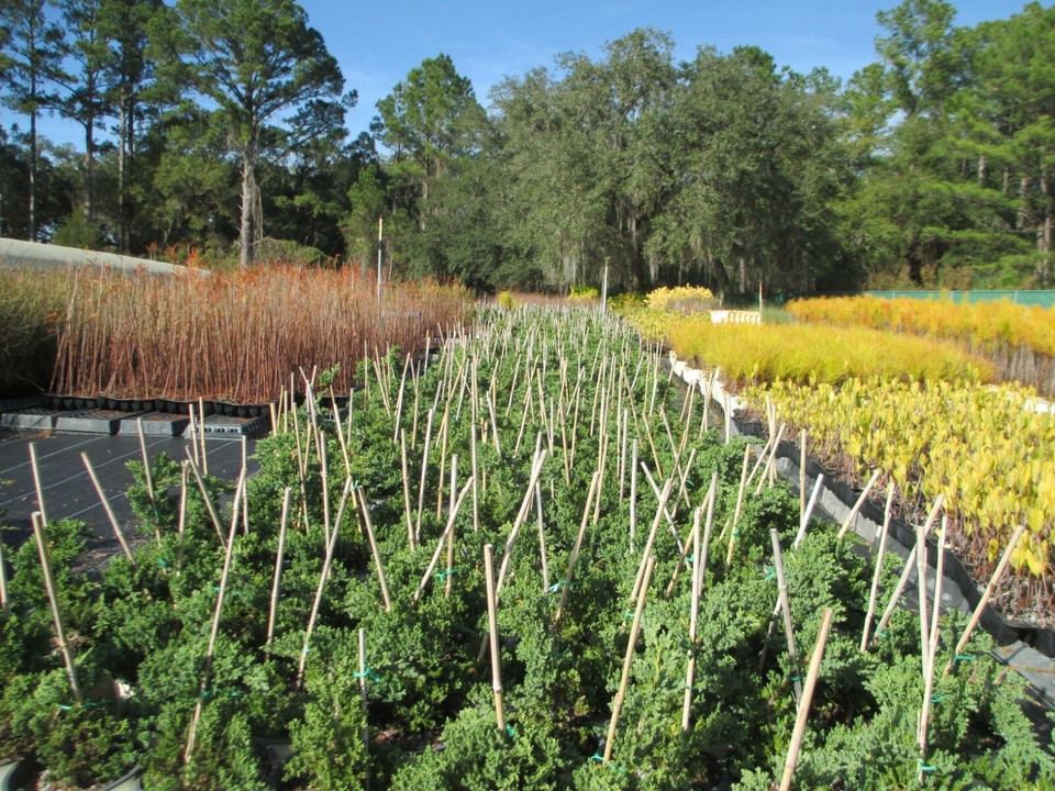ON SALE!!! SHORT Japanese Juniper Pre Bonsai Tree Juniper STAKED | eBay