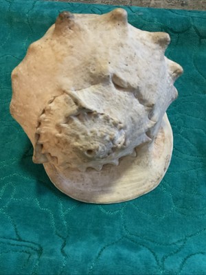 RARE VINTAGE LARGE 11” 6 Lb HAWAIIAN HORNED King Helmet CONCH SHELL | eBay