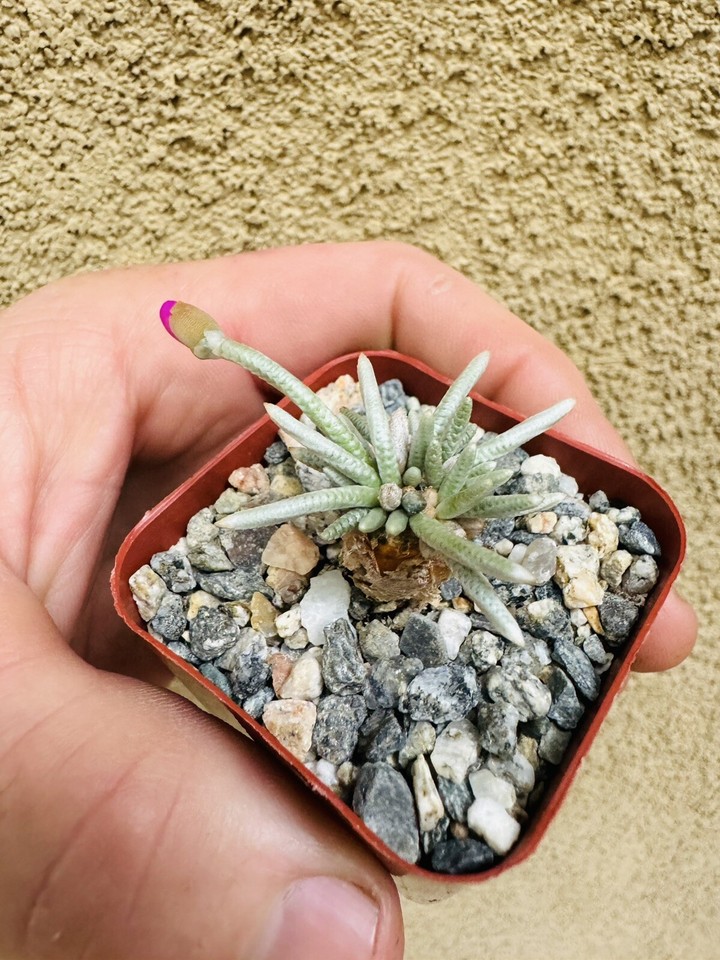 Avonia quinaria ‘Pink Flower’ cactus Cacti Succulent real live plant ...