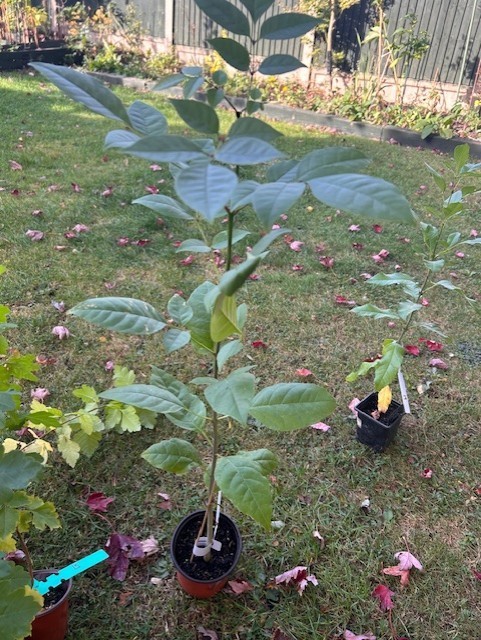 Pumpkin ash tree, Ash, garden tree , ornamental, fast growing , Rare ...