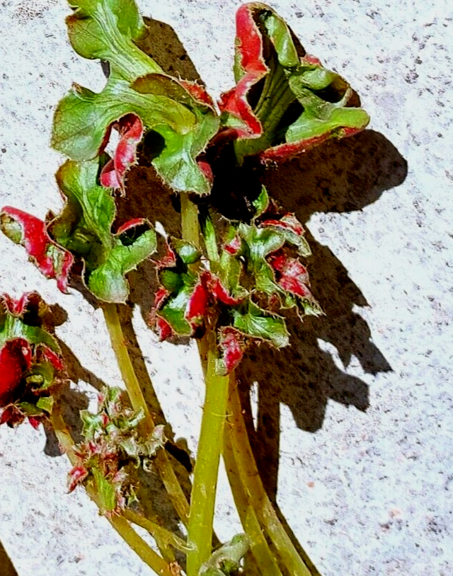 Begonia "Cathedral Stained Glass Window" Young Plant Cutting/Rooted x 1 ...