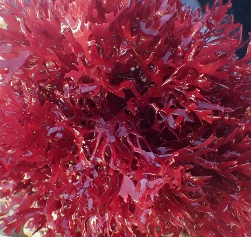 1/2 Cup Combo Macroalgae (Chaeto,Red Dragon Breath Gracilaria)Reef Tank ...