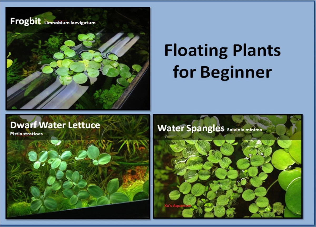 Aquarium Floating Plants