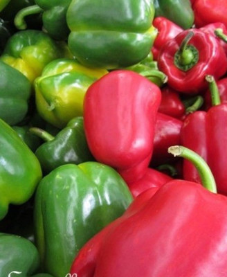 POIVRON Taille Moyenne 'Rouge Bell' - Capsicum ♫ Graines ♫ Plante ...