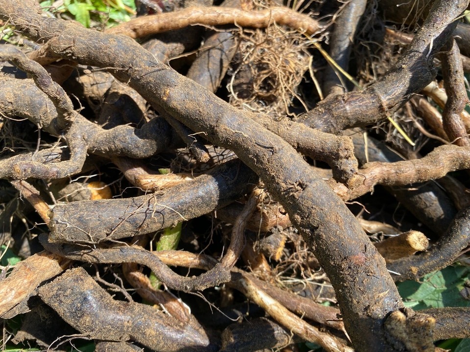 20 Organic Bocking 14 Comfrey Root Cuttings - 5” Each - Shipped Day of ...