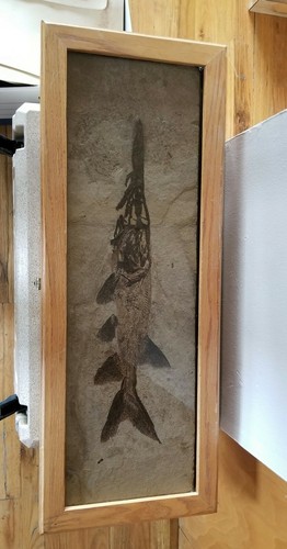 Paddlefish Fossil (Crossopholis) 21.5" "Green River Formation" PRICED ...