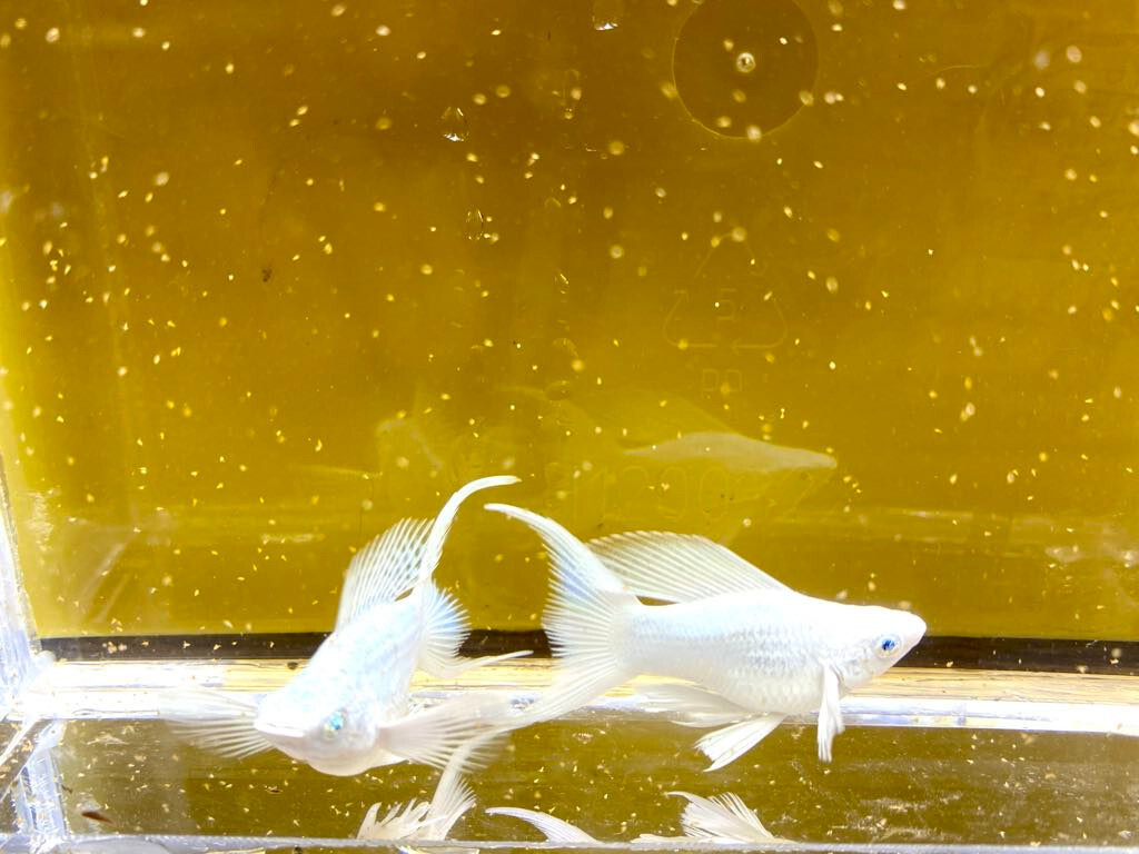 Platinum Lyretail Molly X10 Silver Lyretail Molly Sml/Med 1" 2"