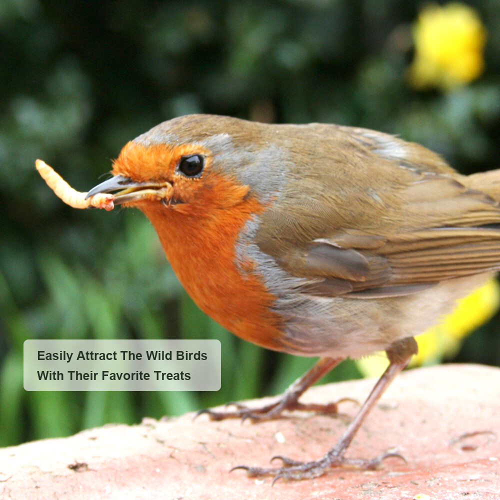 1/2 LB (8 Oz) Tasty Worms Freeze Dried Mealworms Approx 8 000ct Drying ...