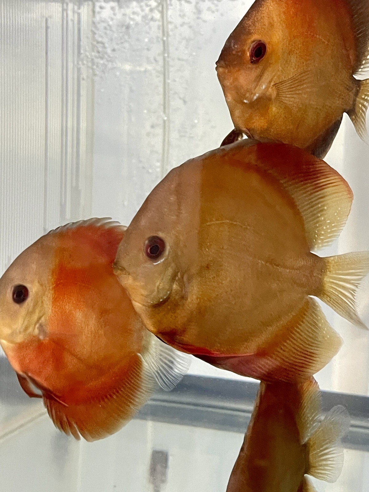 4.0”- 4.5” RGD Discus Fish Grade +++ Next Day Delivery | eBay