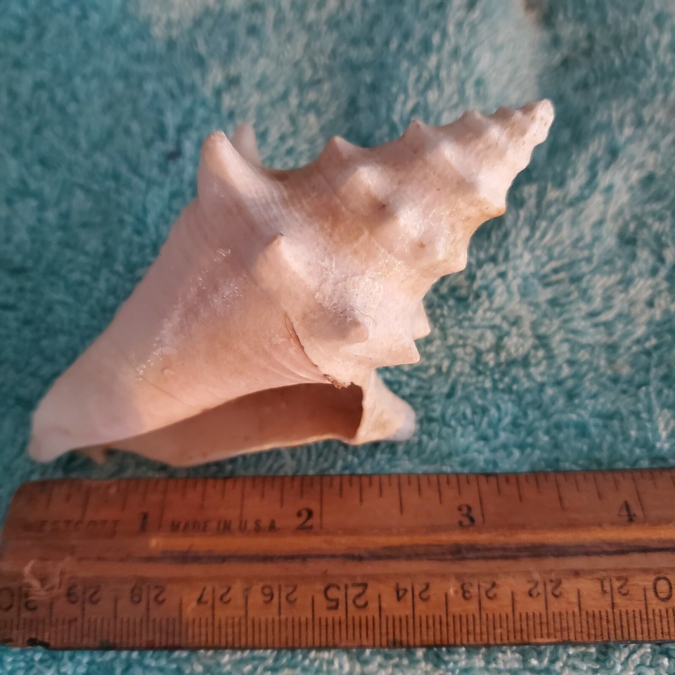 Small Conch Shell | eBay