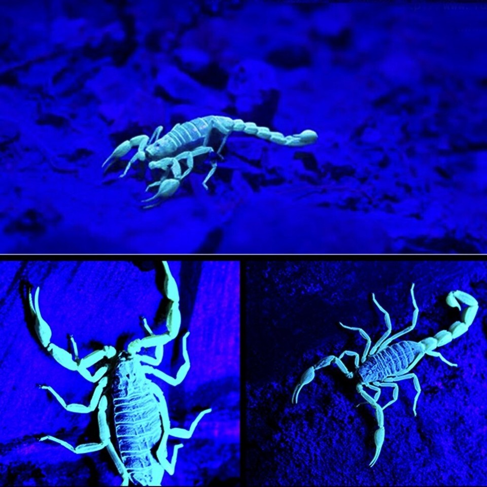 100PCS UV Mini Keychain Led Flashlight Key Ring Light Torch Purple ...