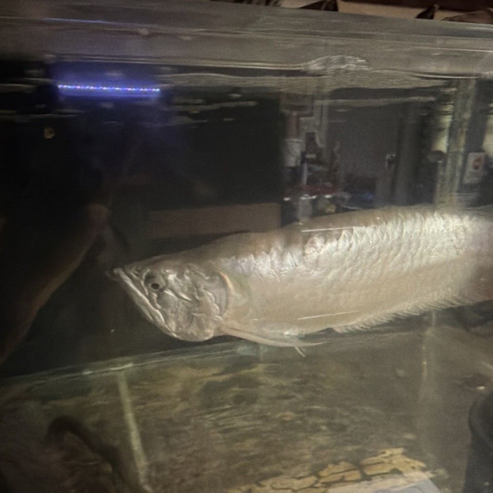 Live Freshwater Tropical Arowana Aquarium Fish Intermediate Temperament ...