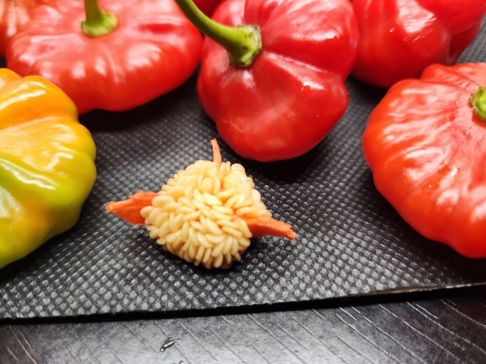 Seeds from Puerto Rico, Organic, NON-GMO, Sofrito, garden, hydroponic ...