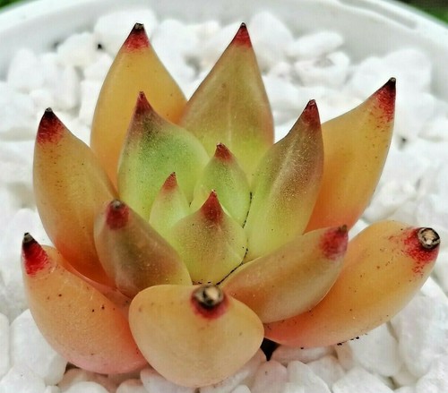 Echeveria psyche hybrid 7cm diameter Echeveria succulent rare | eBay