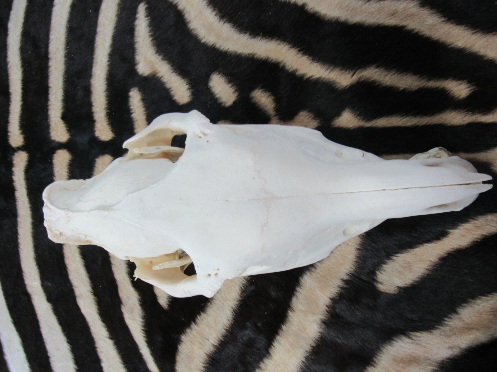 Zebra Skull African Zebra Full Skull Animal Skull African Zebra Real ...