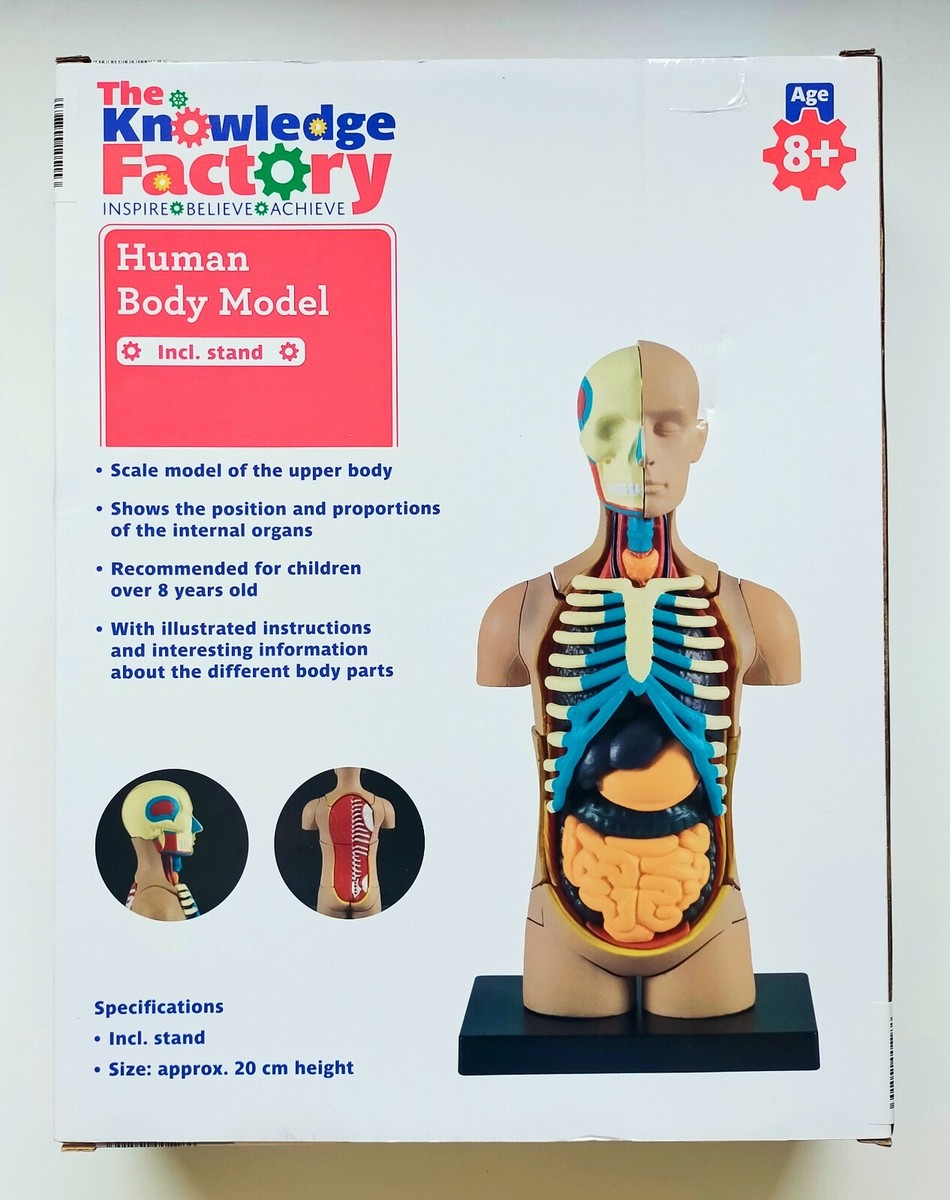 Internal Organs By Human Factory Body Anatomy Organs Additive
