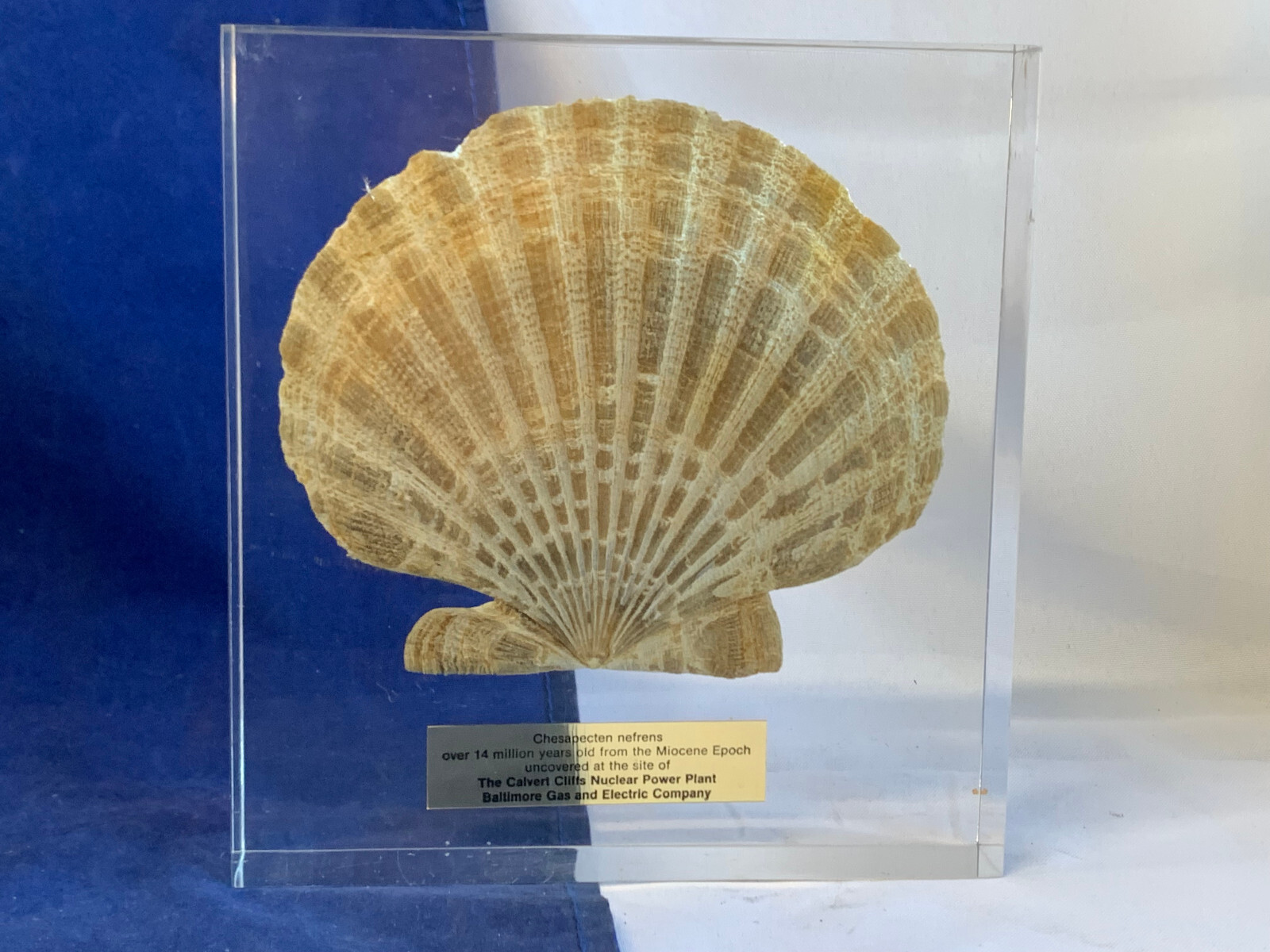 Sea Shell Chesapecten Nefrens Acrylic Baltimore Gas & Electric Extinct ...