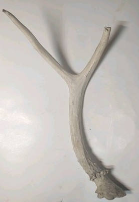 Two Prong Deer Antler Horn 12" | eBay