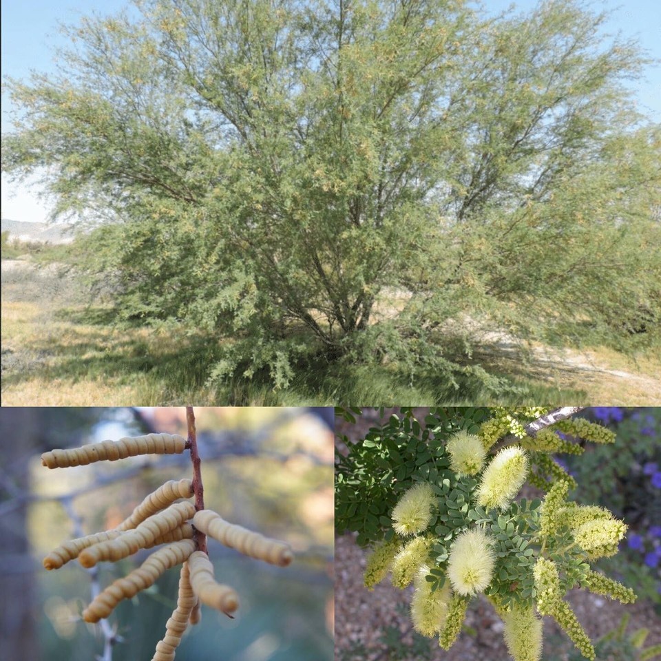 WOW RARE Prosopis Pubescens Strombocarpa Od Screwbean Mesquite edible ...