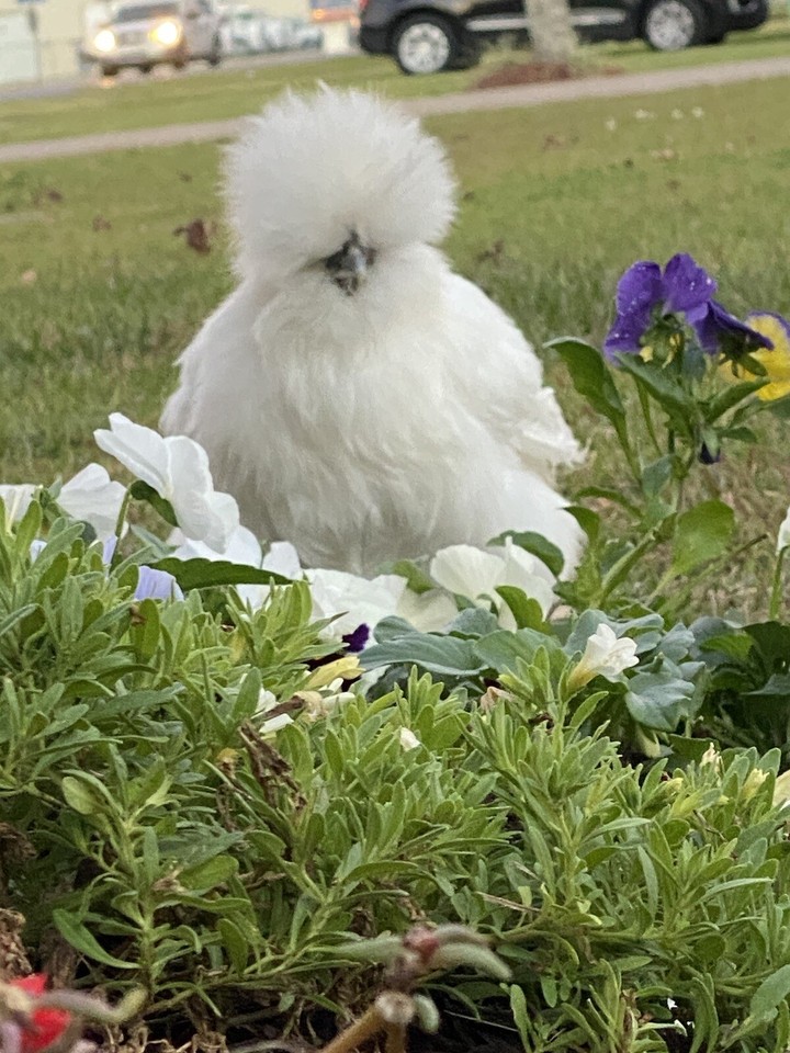 SALE🎈🎈🎈6 Show Quality Silkie Chicken Fertile Hatching Eggs, Bearded ...