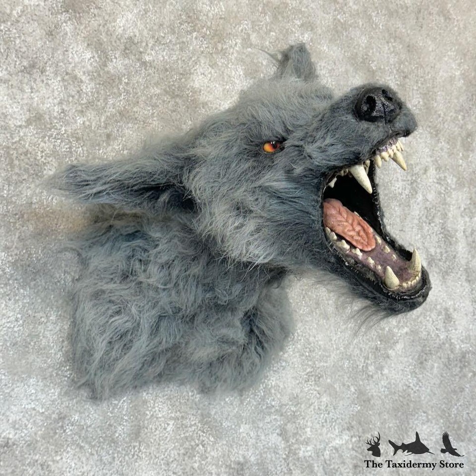 #29166 E | Reproduction Werewolf Taxidermy Shoulder Mount For Sale | eBay