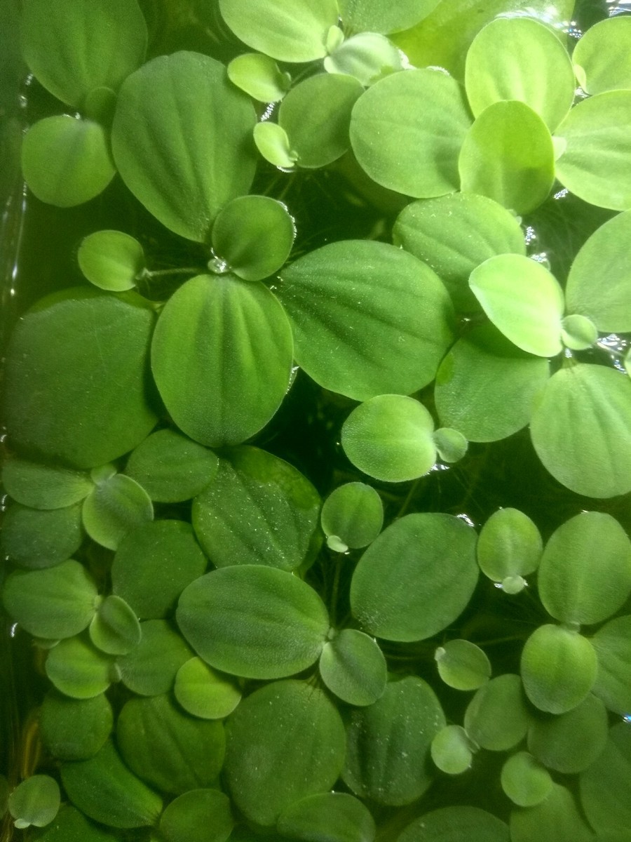 Mini Water Lettuce