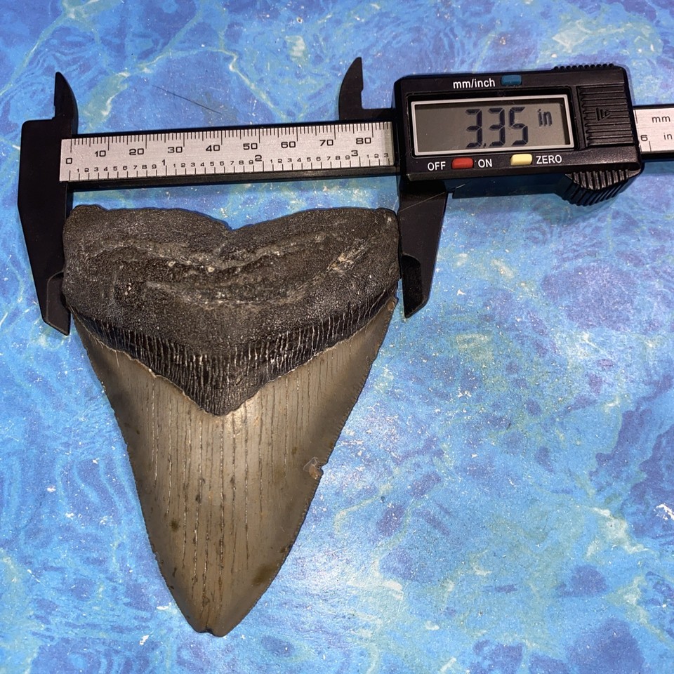 MEGALODON SHARK TOOTH 4.44” HUGE TEETH MEG SCUBA DIVER DIRECT FOSSIL NC ...