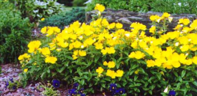 OENOTHERA EVENING PRIMROSE - LEMON DROPS 12+ PLANTS - LOOK! | eBay
