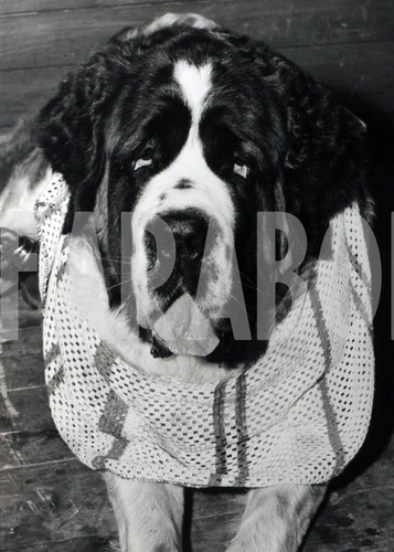 Photo de presse vintage Animaux, Chiens, Saint Bernardo Avec Gag ,1960,tirage | eBay