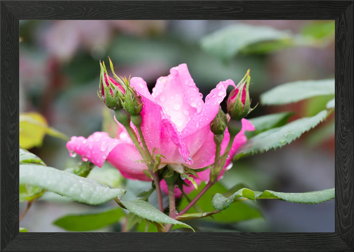 wet rose after rain Framed Wall Art Poster Canvas Print Picture | eBay UK
