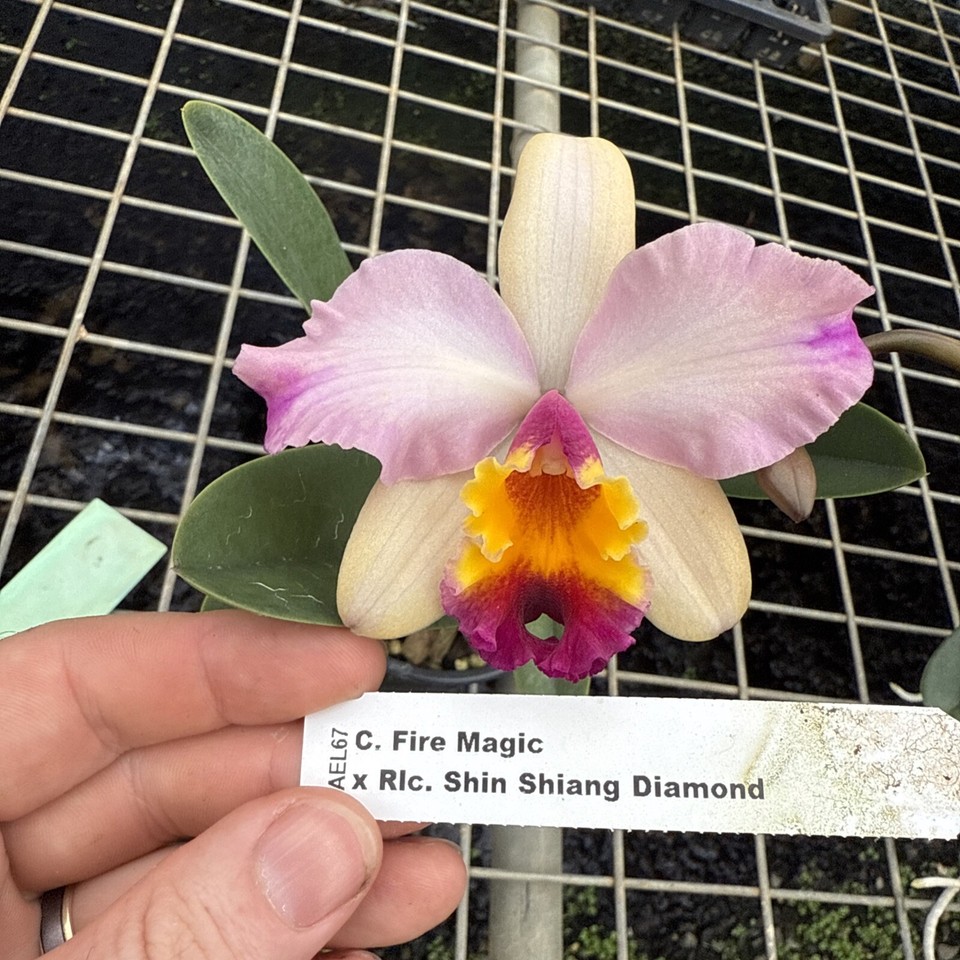 RON Cattleya Orchid C. Fire Magic x Rlc. Shin Shiang Diamond (C431) | eBay