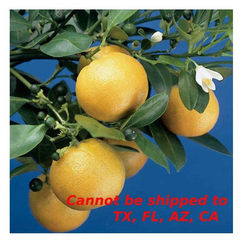 Indoor Orange Tree BONNIE'S GARDEN Indoor Citrus Trees The Great