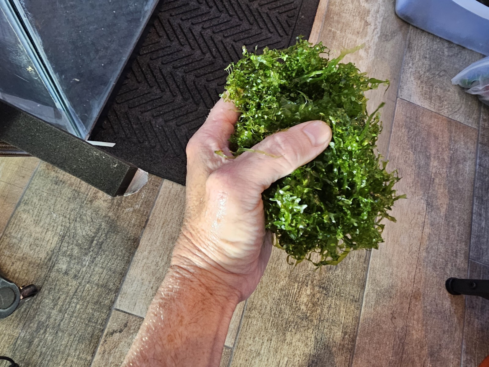 Subwassertang | eBay