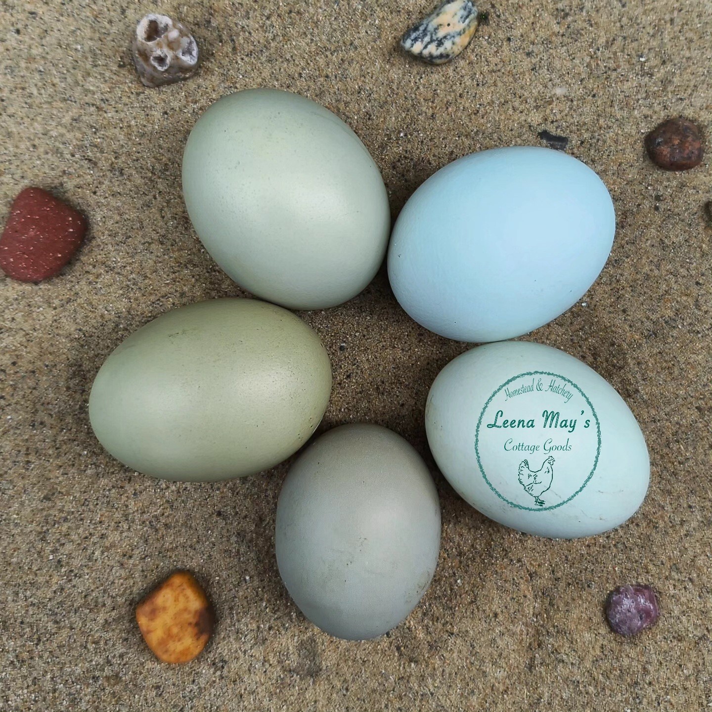 12 Sea Foam Egger Hatching Eggs NPIP Certified | eBay