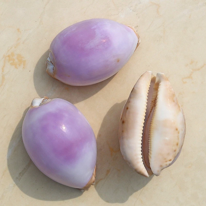 Purple Seashell