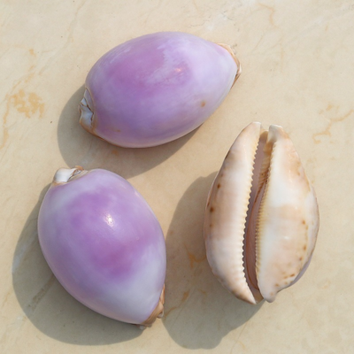 Purple Seashell Png
