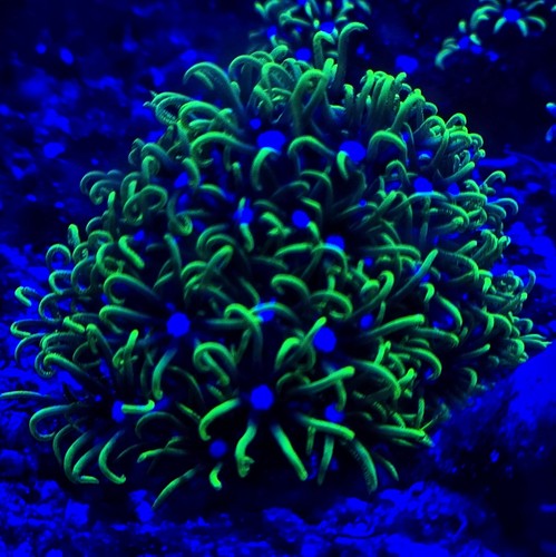 Neon Green Star Polyp (GSP) Frag – Easy Beginner Soft Coral | eBay