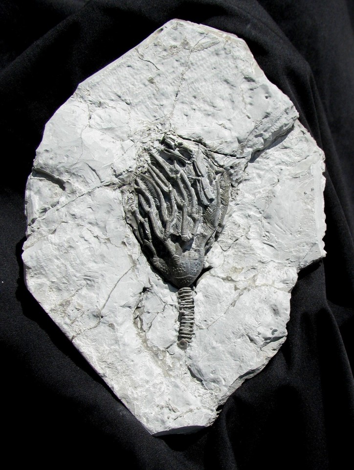 EXTINCTIONS- VERY COOL DEVONIAN PYRITIZED ARTHROACANTHA CRINOID FOSSIL ...
