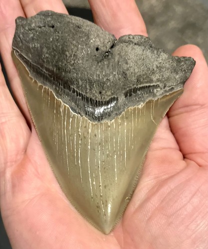 Razor Sharp Megalodon Shark Tooth 4.06 inch (No Repair) | eBay