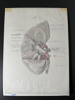 Frontalschnitt durch Niere & Nebenniere - Barbara Ruppel 1986 Anatomie ...