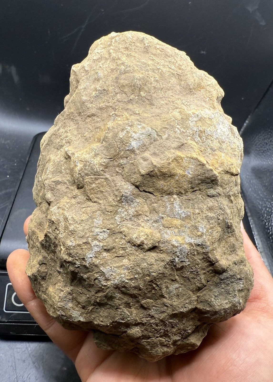 Trilobite Indiana Bedrock Fossil Nodule Clear Quartz 1,757 Grams ...