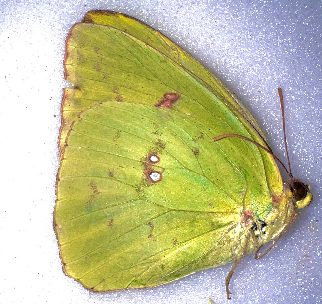 Common Sulphur Butterfly