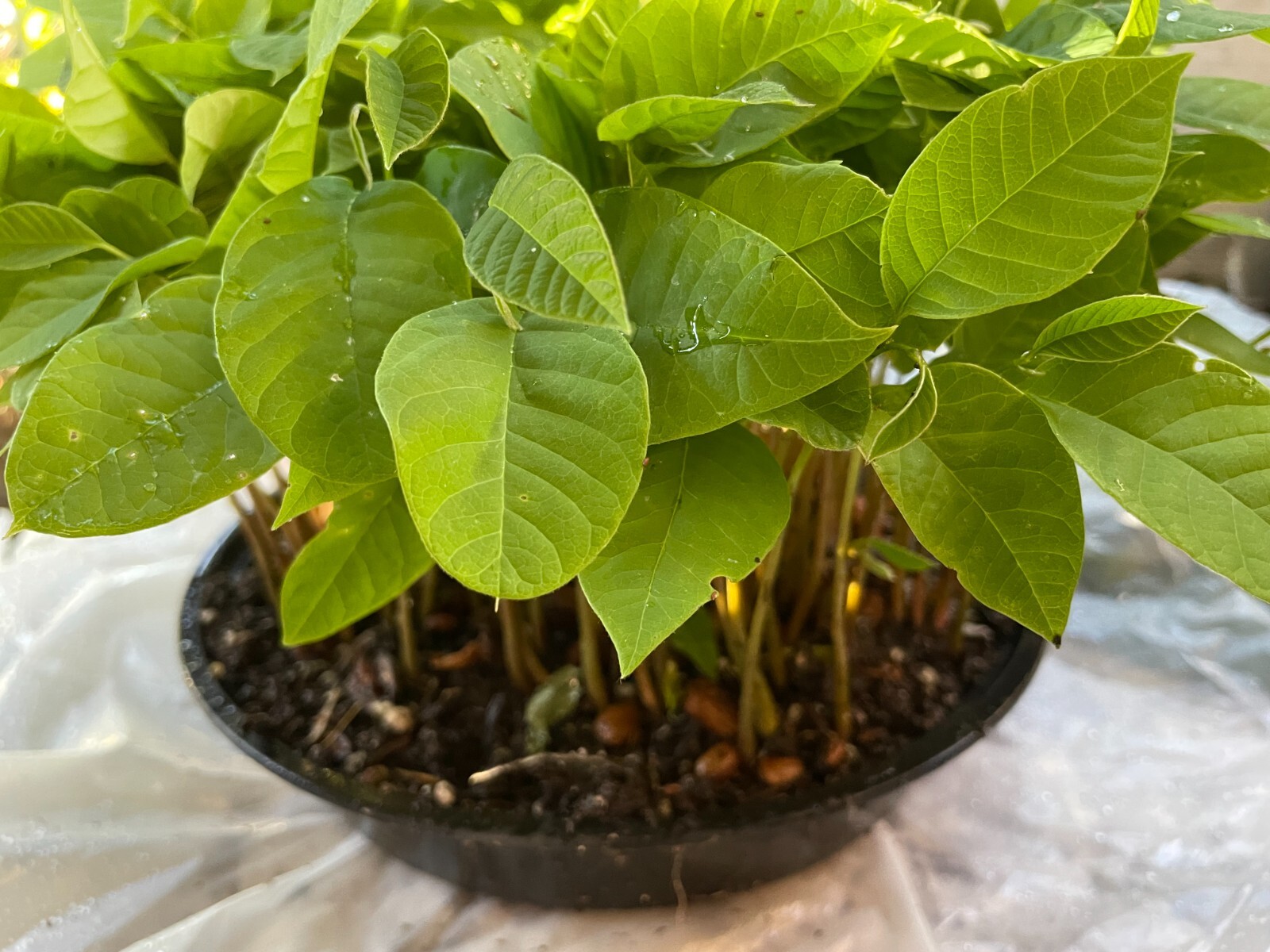 20 Seeds of Rare El Bumpo Cherimoya, Atemoya | eBay