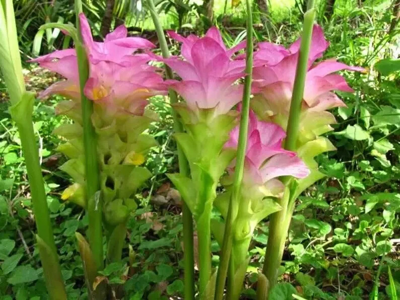 Organic Yellow Turmeric Plant -Curcuma longa- Live Starter Plant- FREE ...