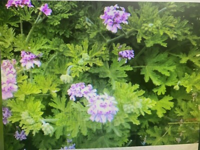 PELARGONIUM CITRONELLA Rose SCENTED GERANIUM PINK FLOWERS 4 PLANT ...