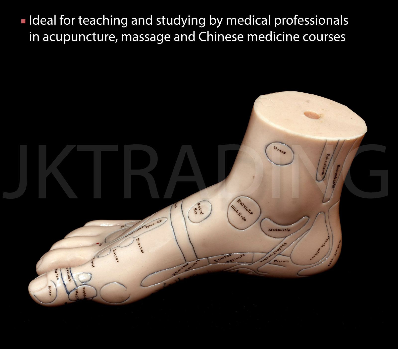 Human Foot Anatomy Model Human Skeleton Model for Massage Study 10 Yr ...