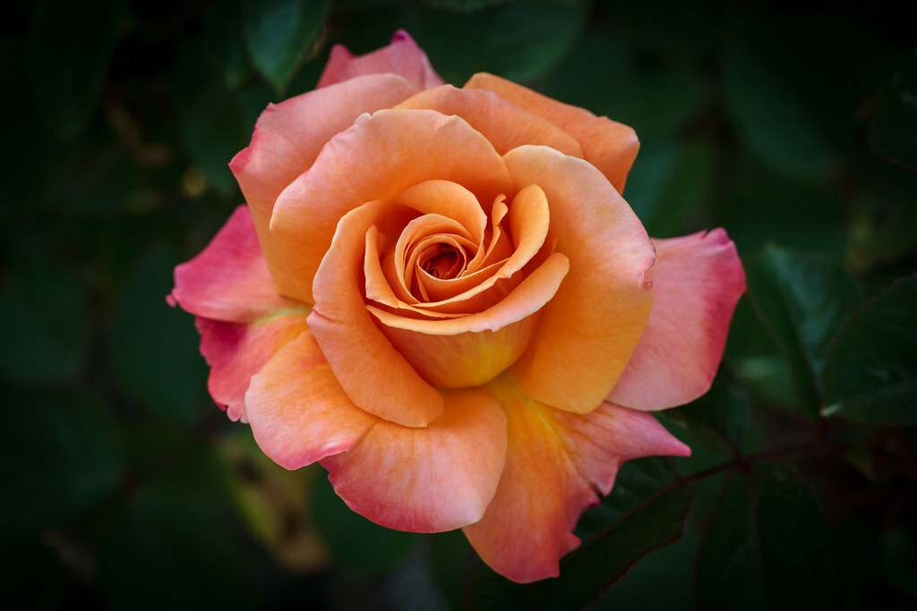 Tahitian Sunset Rose Bush